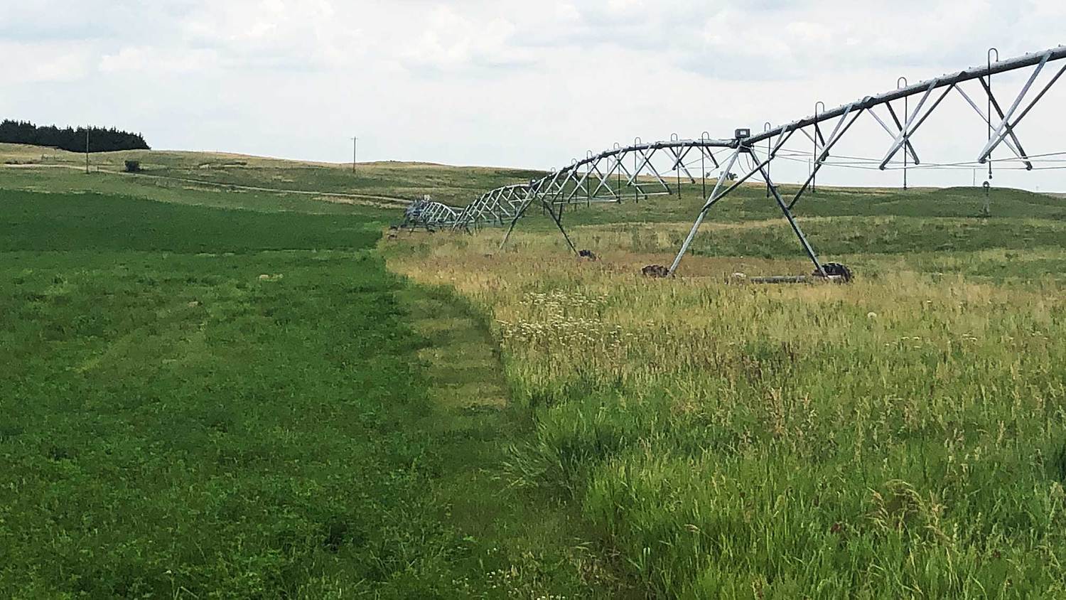 Spring Valley Ranch Nebraska , Spring Valley Ranch & Cattle LLC Reels ...