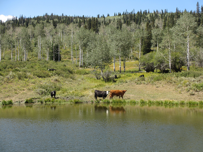 Miller Land & Cattle Ranch | Toponas, Colorado Routt County